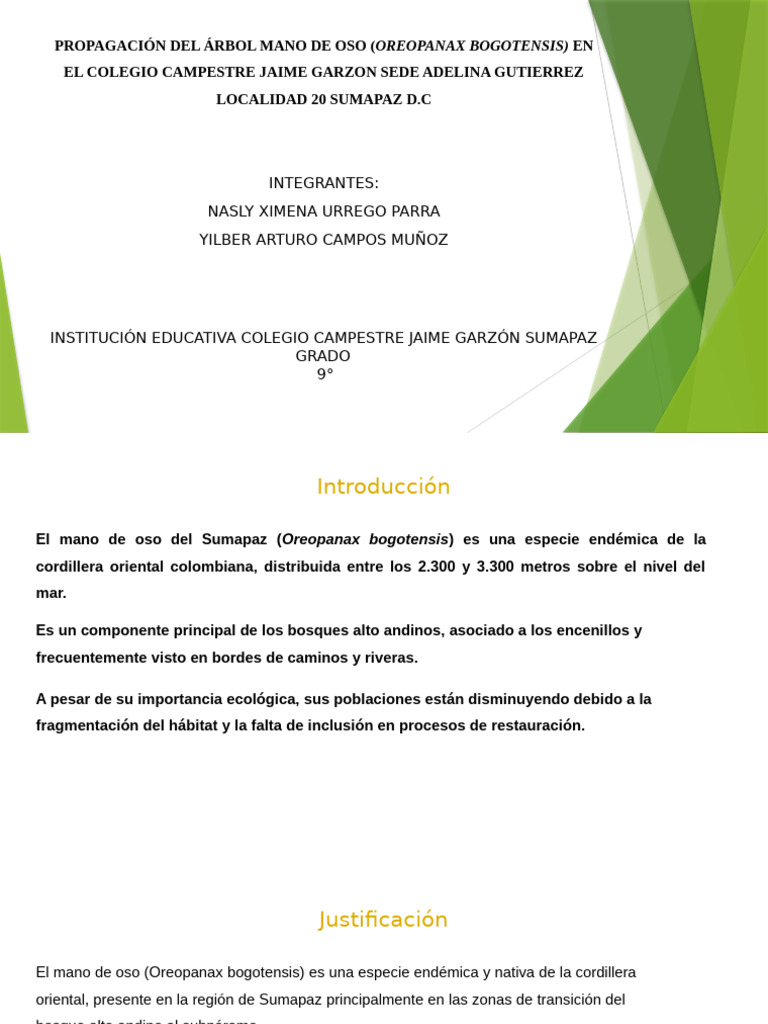 Propagación Del Árbol Mano de Oso (1) TWT | PDF | Los bosques ...