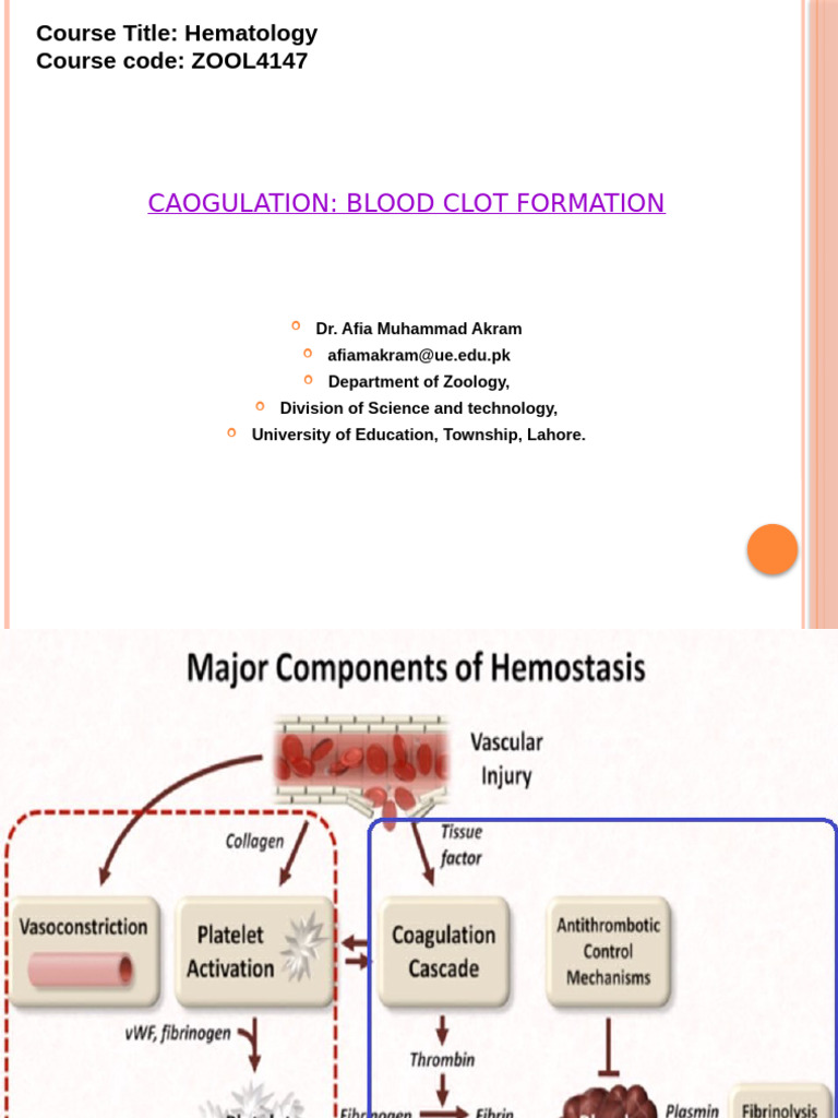Blood Clot Formation and Coagulation | PDF | Coagulation | Molecular ...