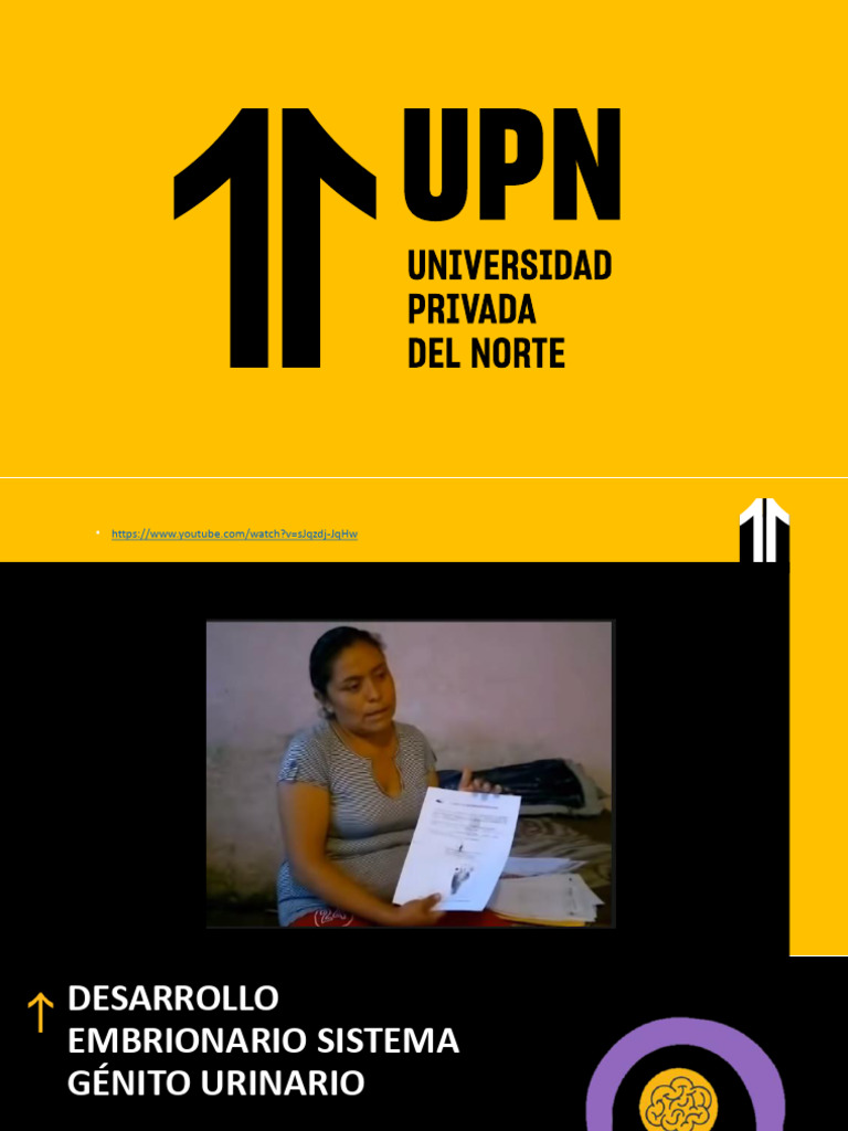 Clase 13 DF2023 Génito Urinario | PDF | Riñón | Testículo