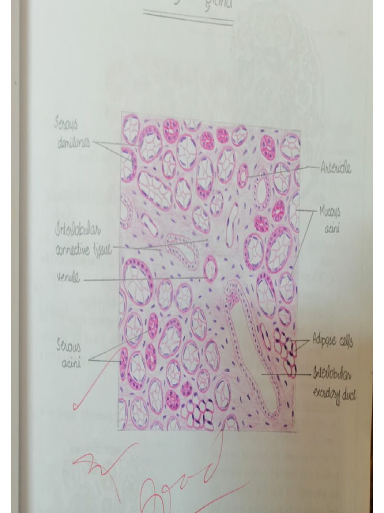 Histo Diagrams 2nd Yr | PDF
