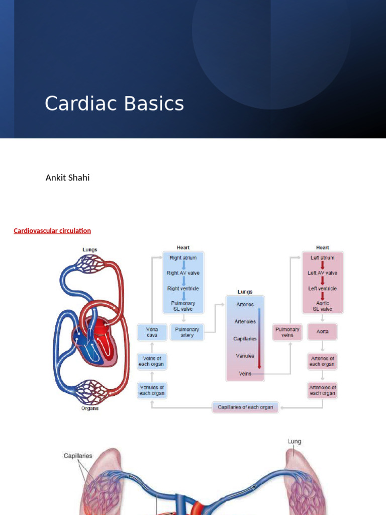 Cardiac Physiology and Vitals Overview | PDF | Blood Pressure | Heart