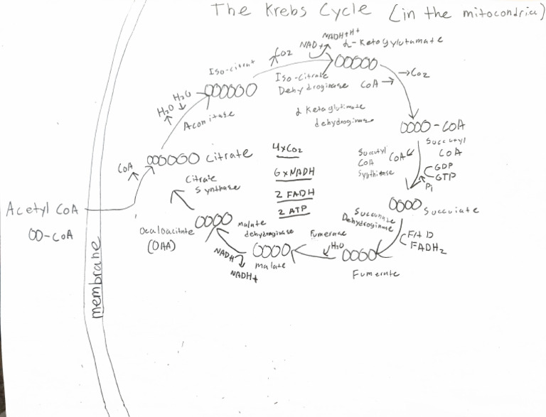 Krebs Cycle | PDF