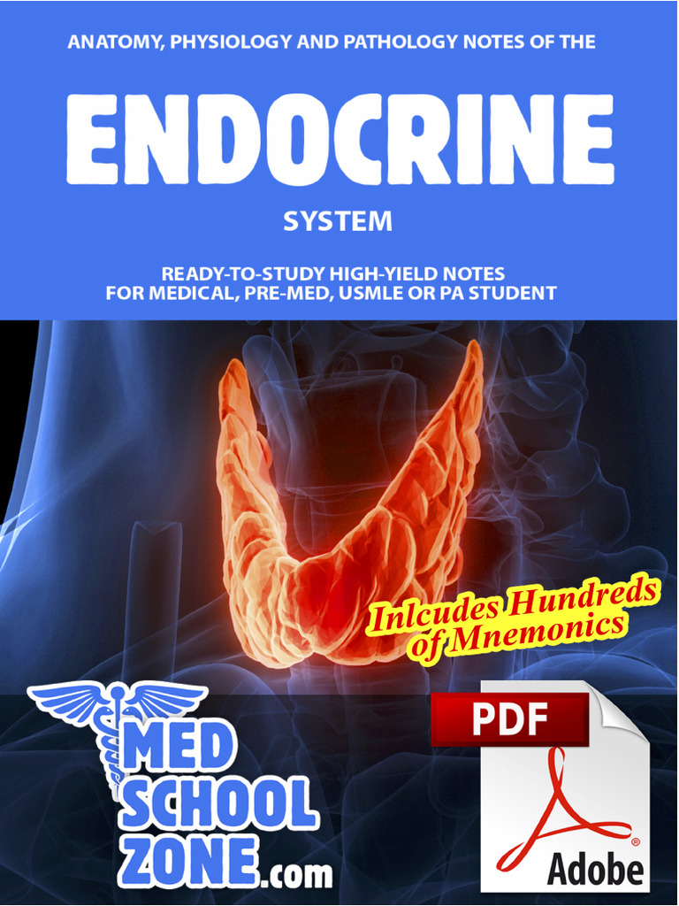 Endocrine System | PDF | Pancreas | Endocrine System