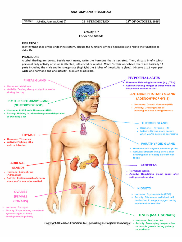 Abella - Act 2.7 Endocrine Glands | PDF | Endocrine System | Pituitary Gland