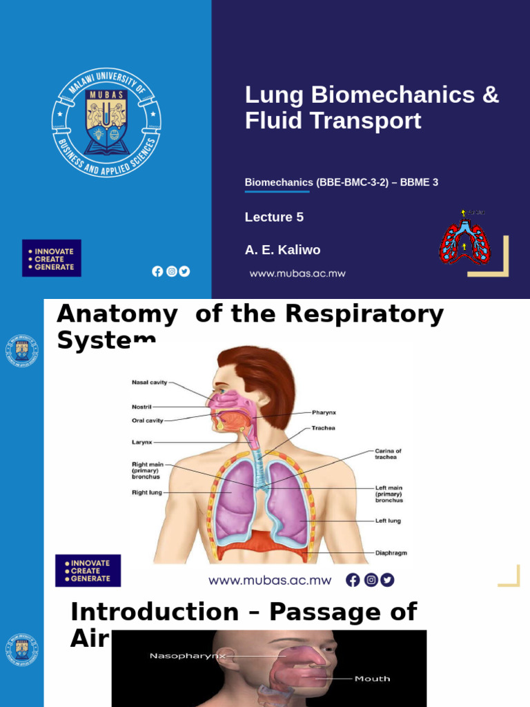 Lung Biomechanics and Gas Exchange Dynamics | PDF | Lung | Exhalation