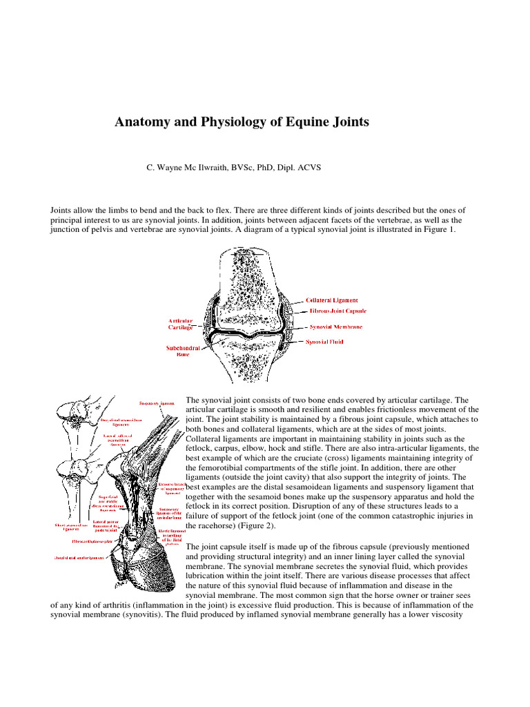 Equine Joint Anatomy and Function | PDF | Cartilage | Joint