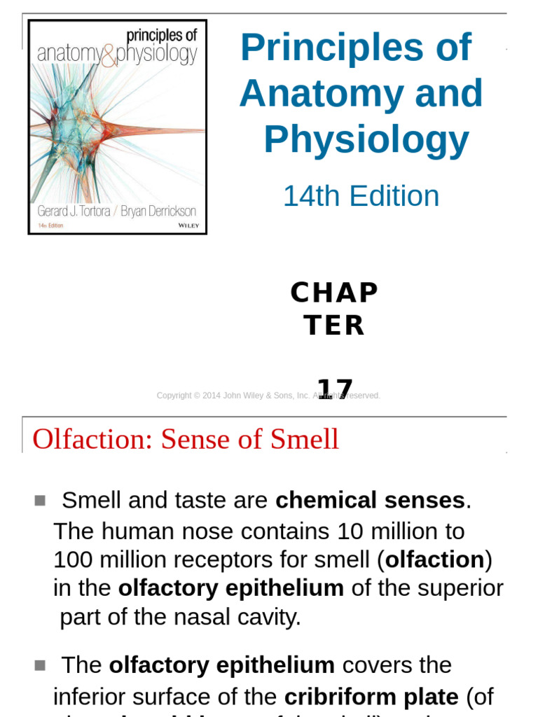 Chapter 17 - The Special Senses-SCRIBD | PDF | Ear | Taste