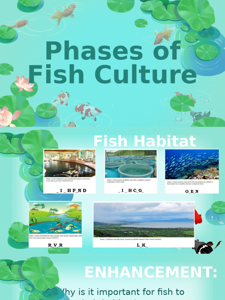 Phases of Fish Culture | PDF | Reproduction | Fish