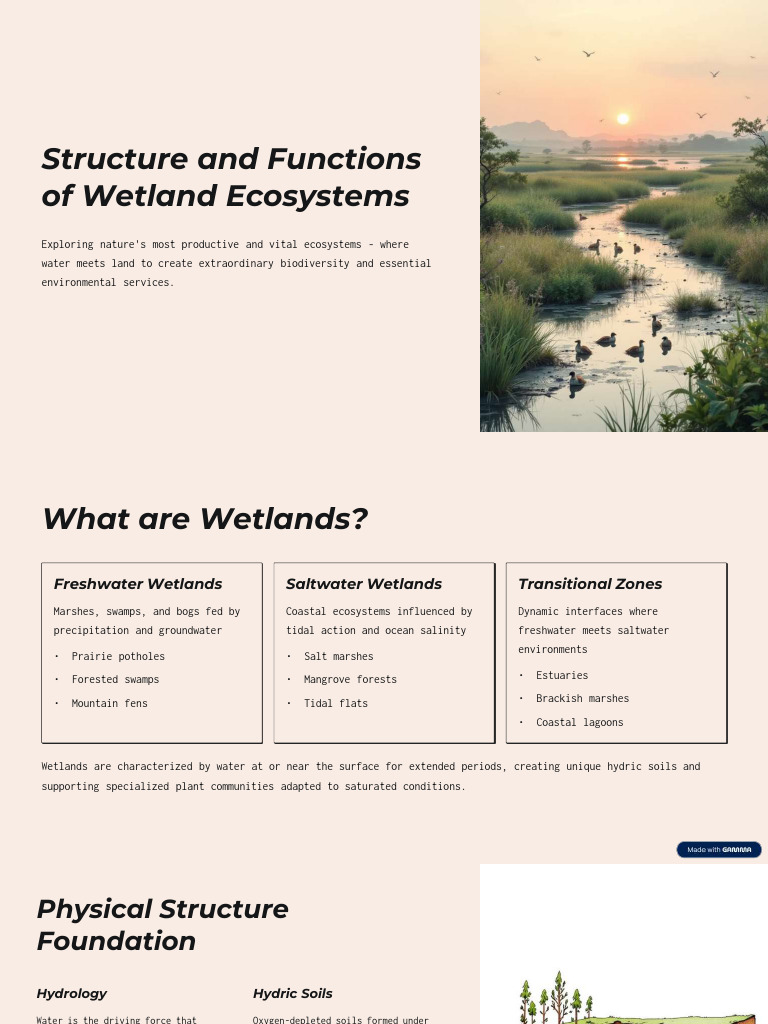 Functions of Wetland Ecosystems | PDF | Wetland | Marsh