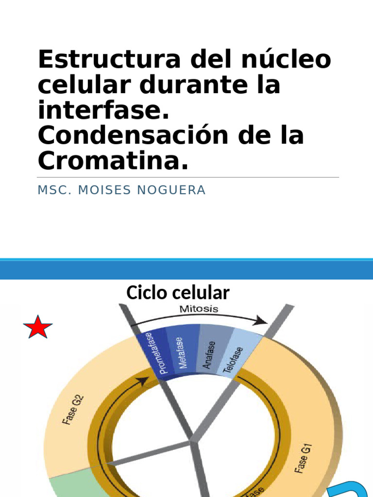 2025 Estructura Del Núcleo Celular Durante La Interfase Condensación ...