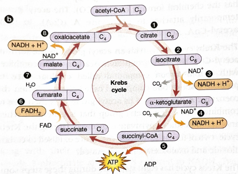 Biology Unit 2 - Krebs Cycle | PDF