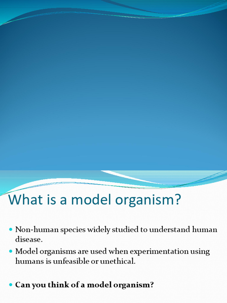 Model Organisms: Planaria & Zebrafish | PDF | Regeneration (Biology ...