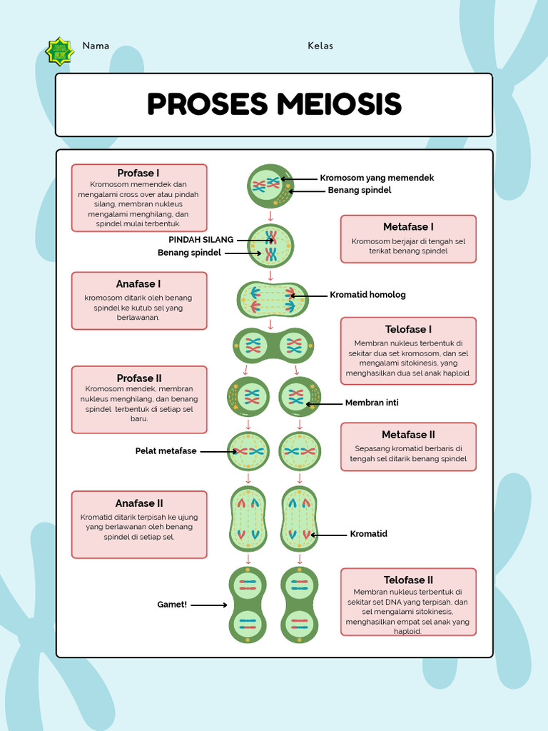 Proses Telofase dalam Meiosis | PDF