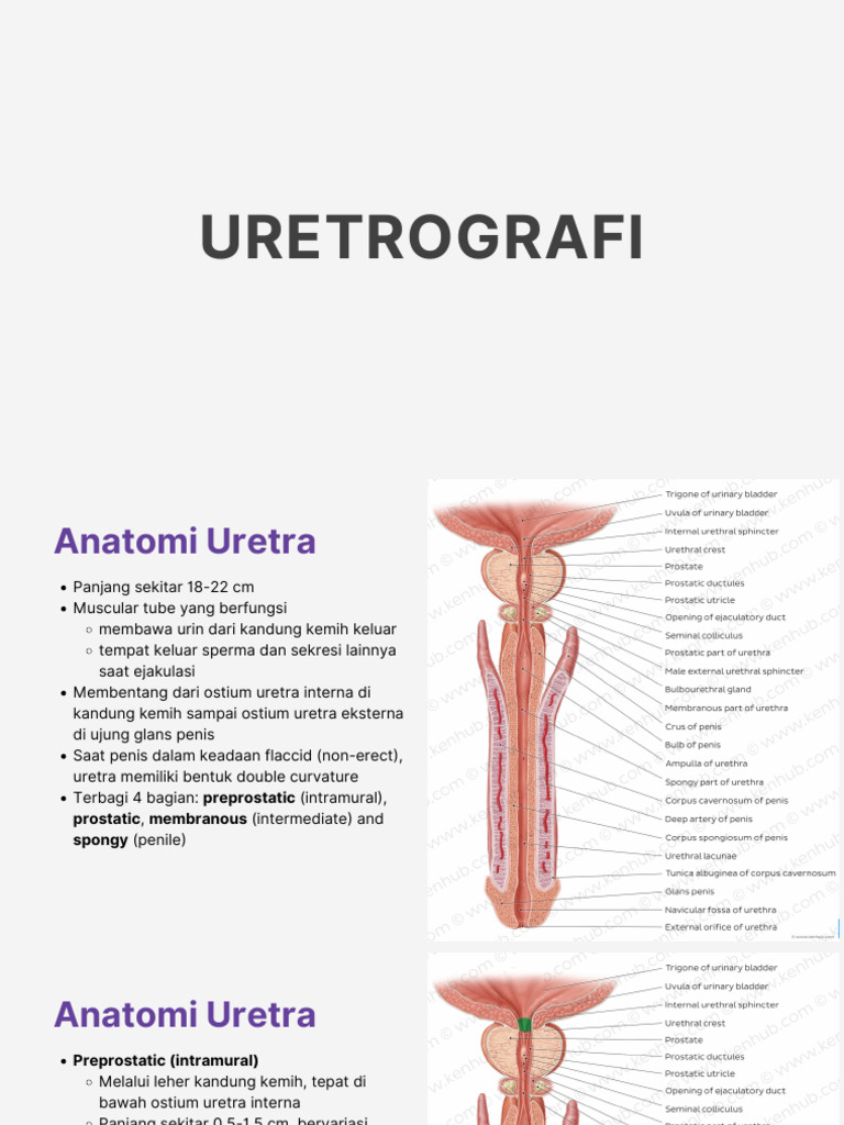 Anatomi dan Uretrografi Uretra Manusia | PDF