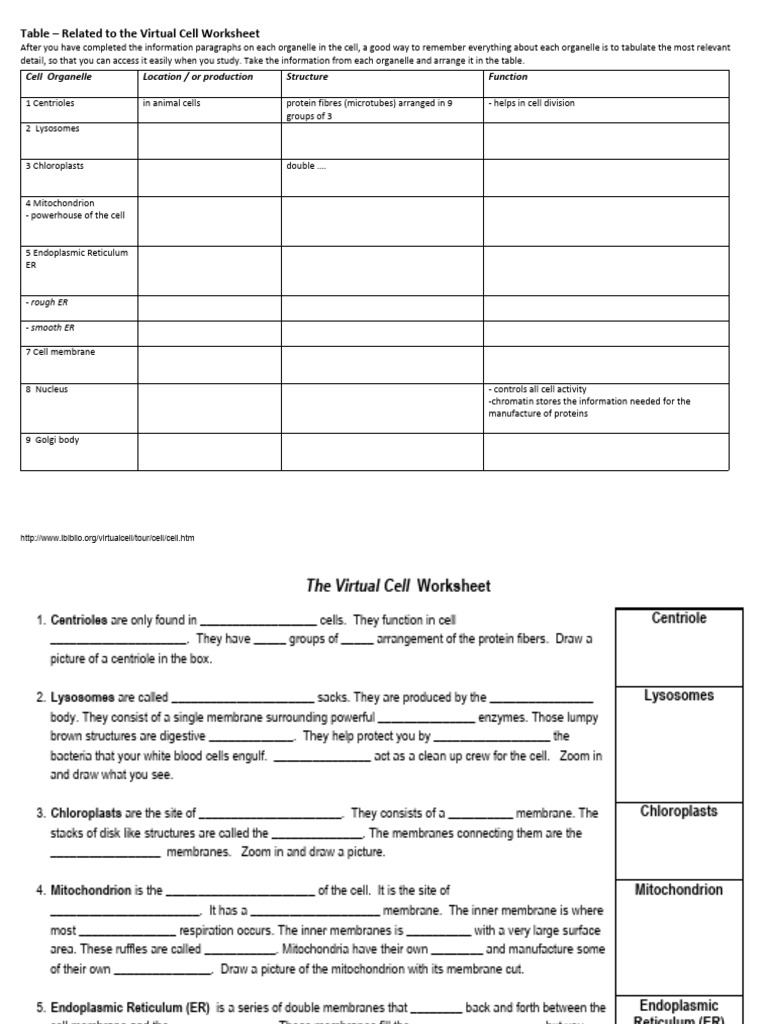 Cell Organelle Table (1717) | PDF | Endoplasmic Reticulum | Cell (Biology)