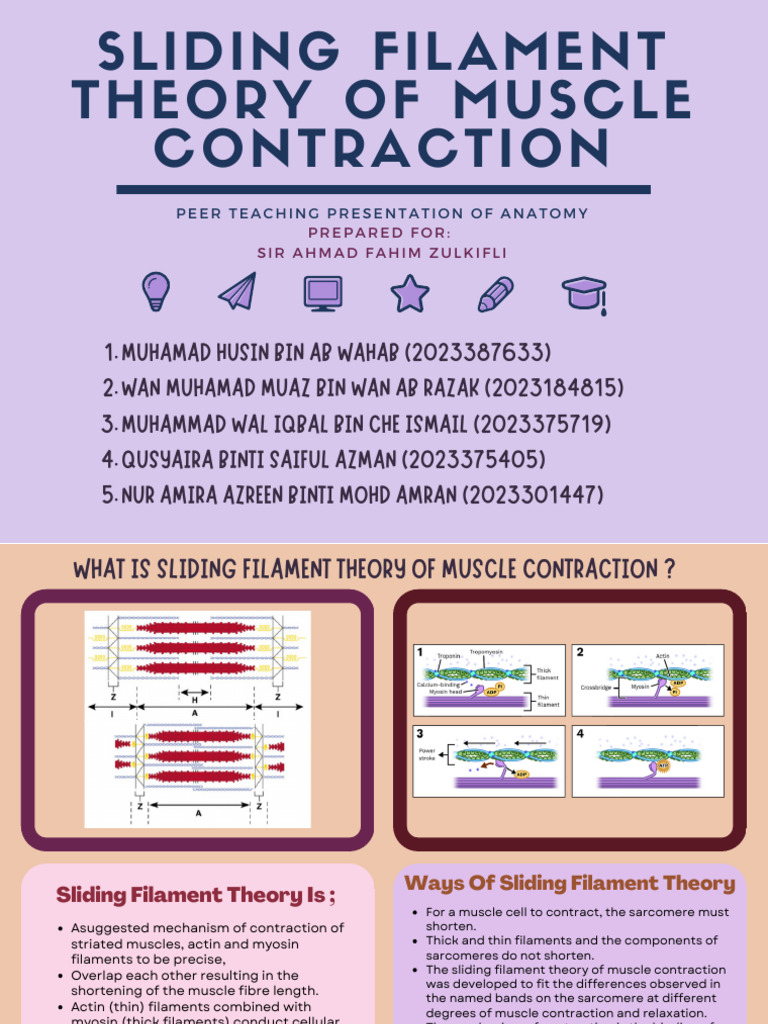Flashcards (Sliding Filament Theory of Muscle Contraction) | PDF ...