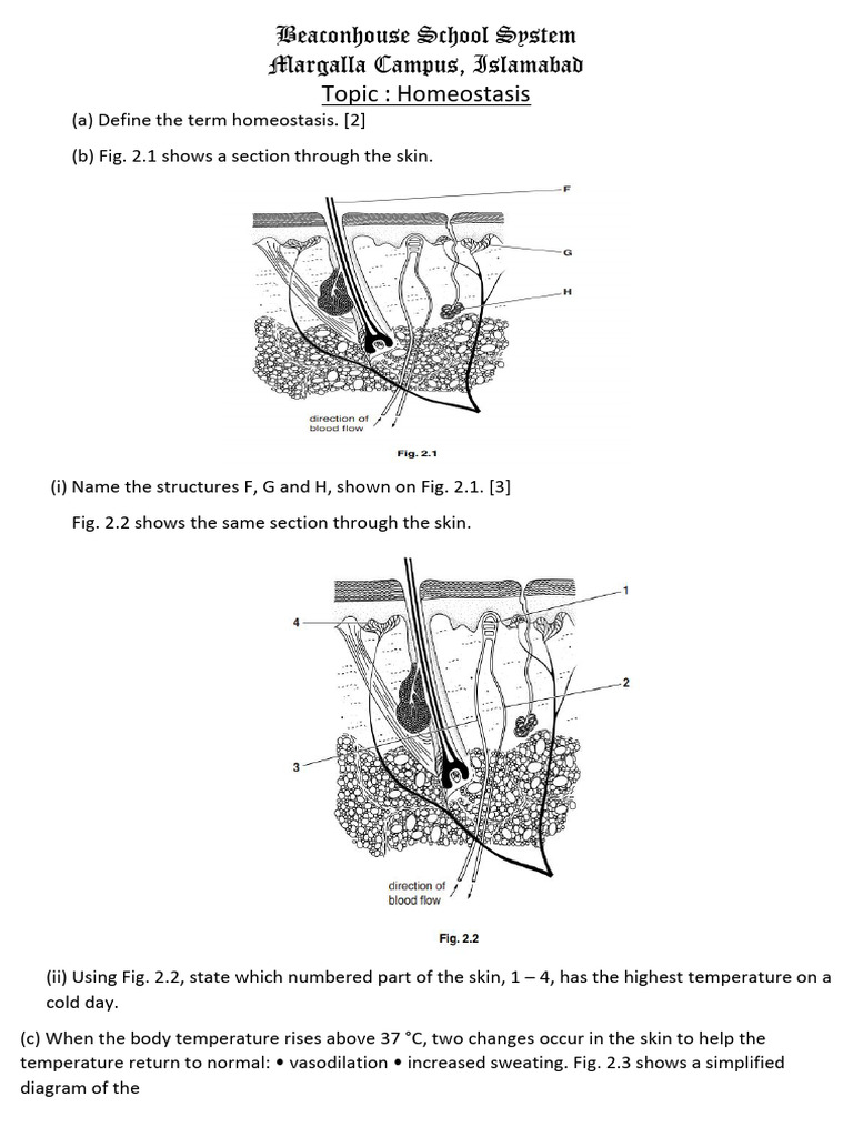 Understanding Homeostasis in Human Skin | PDF | Thermoregulation | Hair