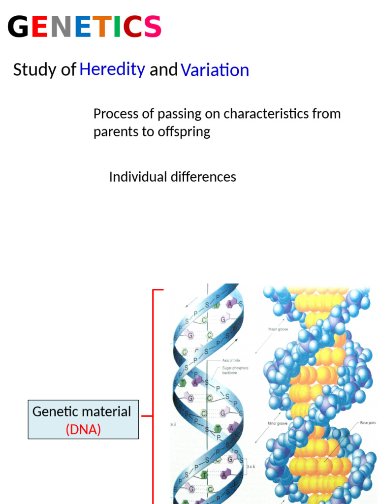 G8 Science LEC 6 Genes Mendelian Inheritance | PDF | Dominance ...