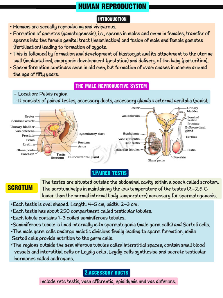 Human Reproduction Short Note - 250106 - 222019 | PDF | Testicle | Ovary