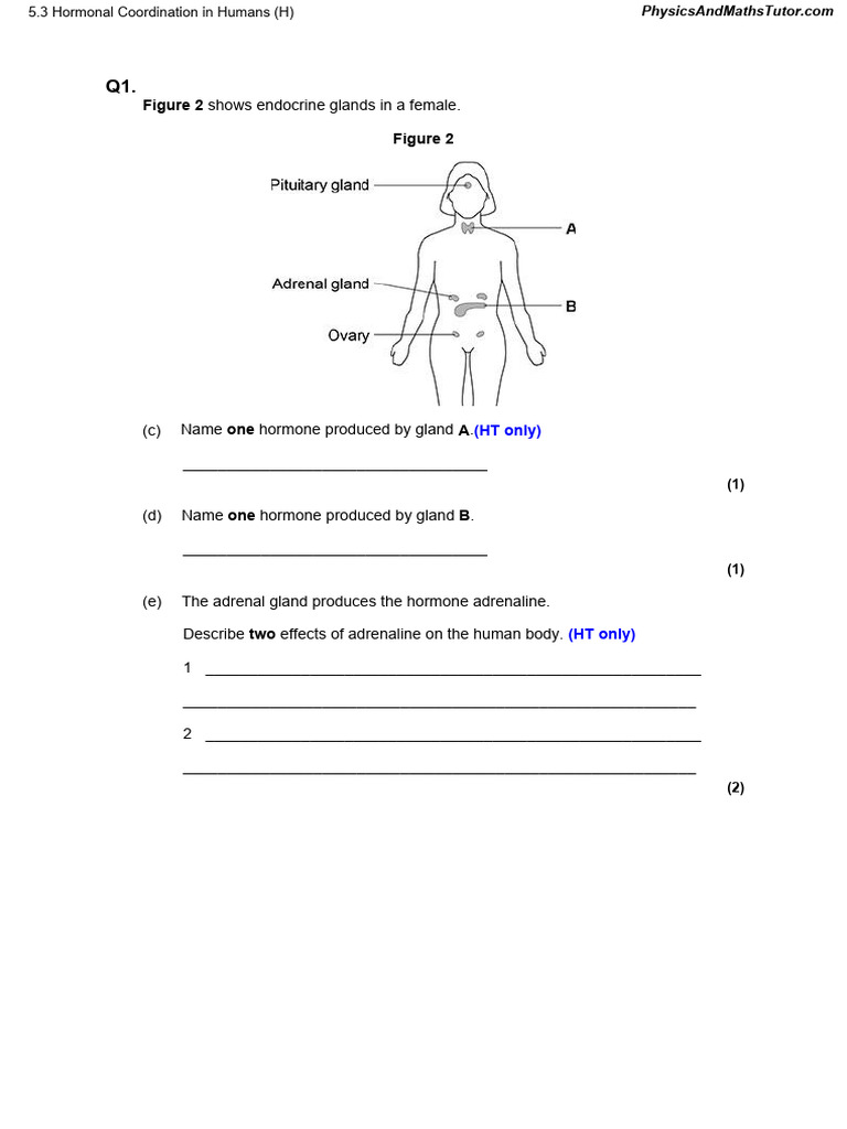 5.3 Hormonal Coordination in Humans (H) QP PDF | PDF | Homeostasis ...