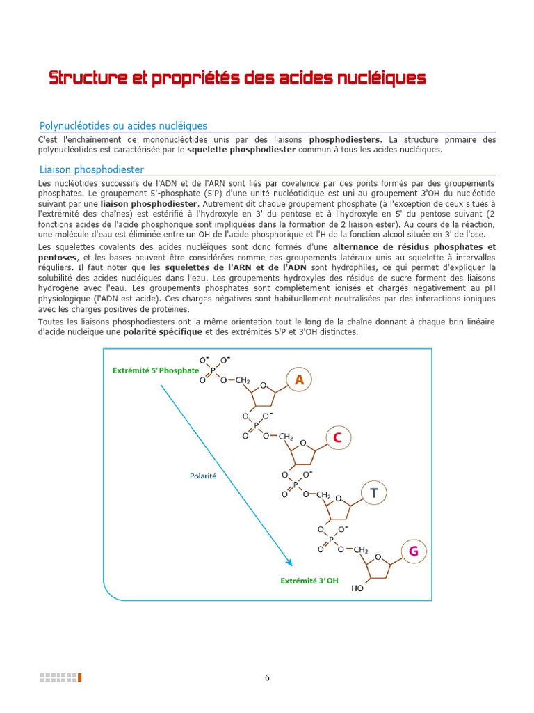 Structure Et Proprietes Des Acides Nucleiques | PDF