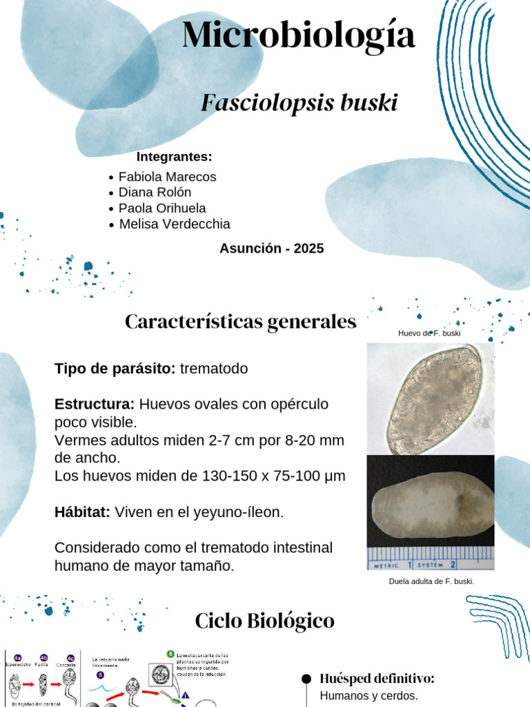 Grupo 2 - Fasciolopsis Buski | PDF