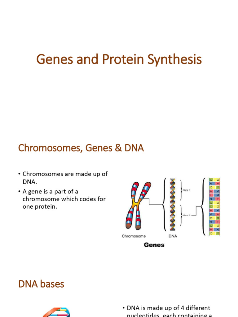 Genes, Proteins, and Inheritance Explained | PDF | Proteins | Dominance ...