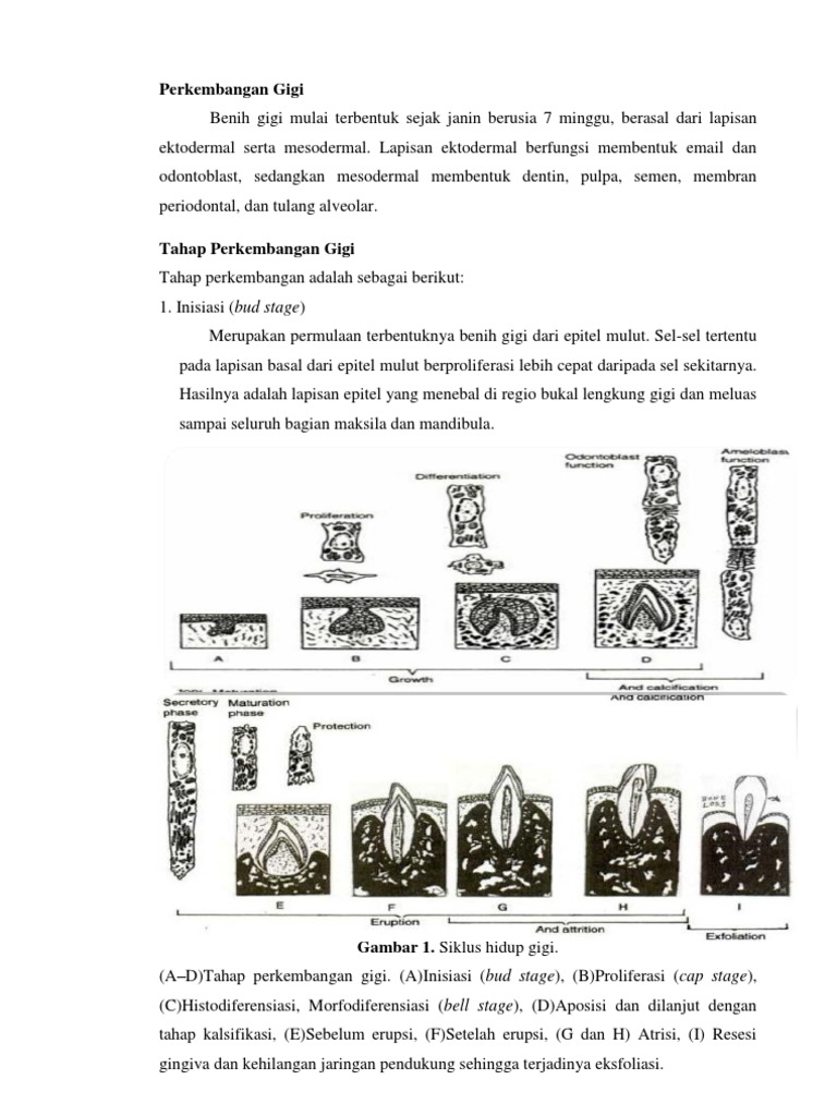 Perkembangan Gigi | PDF