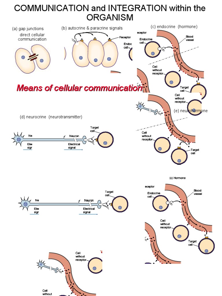 Cellular Communication Mechanisms Explained | PDF | Hormone | Signal ...