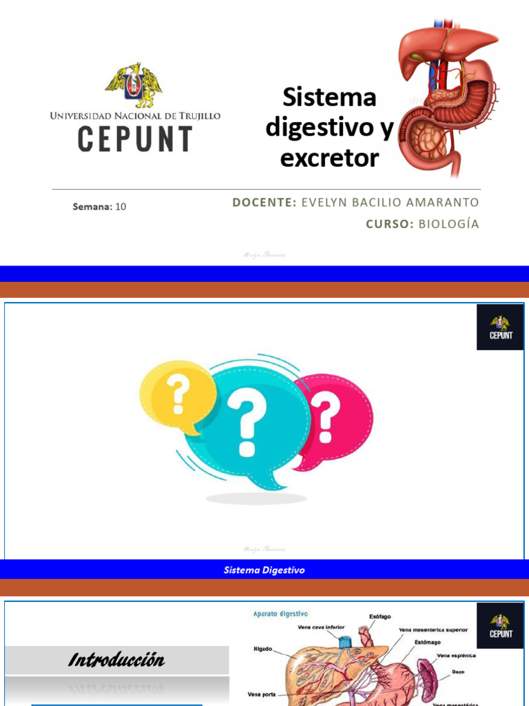 Sistema Digestivo - Tema 10 | PDF | Sistema digestivo humano | Sistema ...