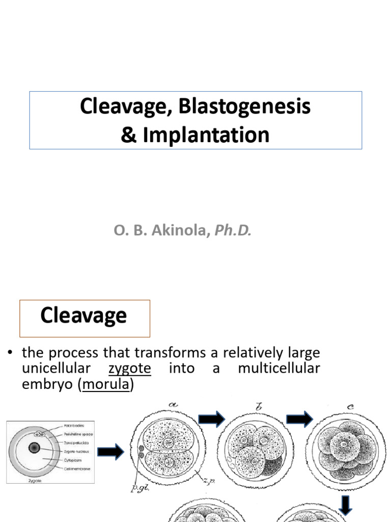 Cleavage and Implantation Process Explained | PDF | Change | Reproduction