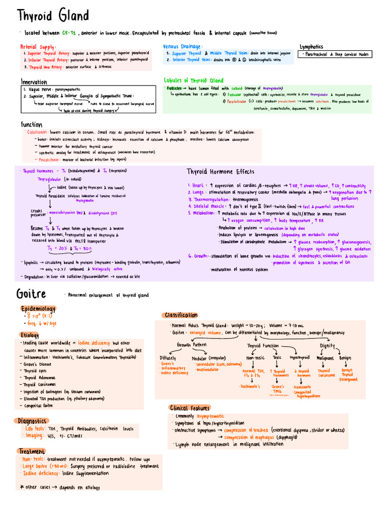 Thyroid Gland Overview and Functions | PDF | Thyroid | Parathyroid Gland
