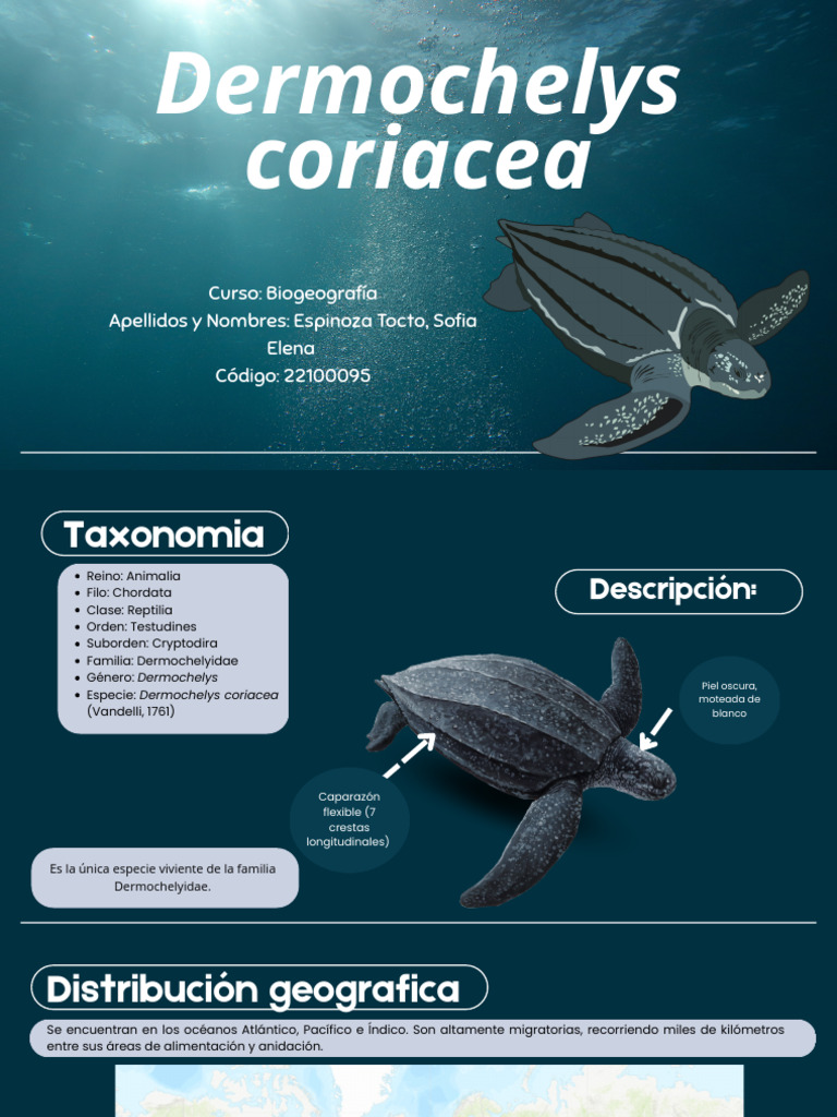 Tortuga Laúd: Dermochelys coriacea | PDF | Tortuga | Zoología