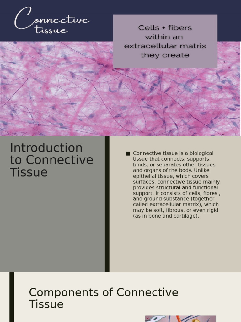 Materials Found in Connective Tissue | PDF | Connective Tissue | Extracellular Matrix