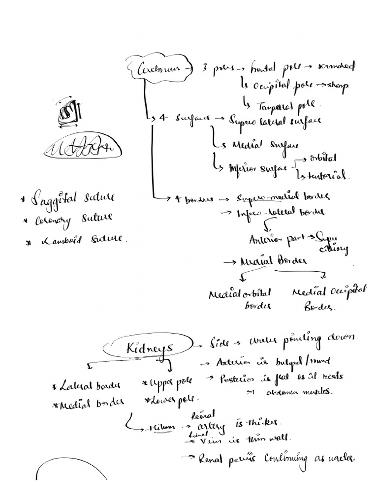 + Saggital Suture | PDF