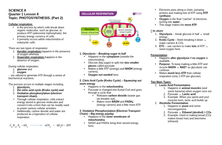 Cellular Respiration Explained: ATP Production | PDF | Cellular ...