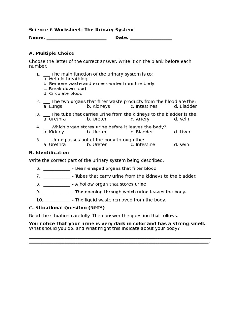 Science 6 Worksheet-Urinary System | PDF