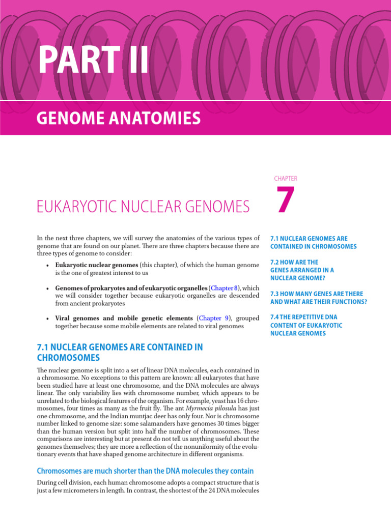 Eukaryotic Nuclear Genome Overview | PDF | Histone | Genome