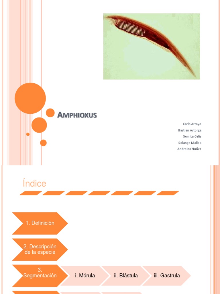 Oligolecito y Anfioxo: Desarrollo Embrionario | PDF | Anatomía ...