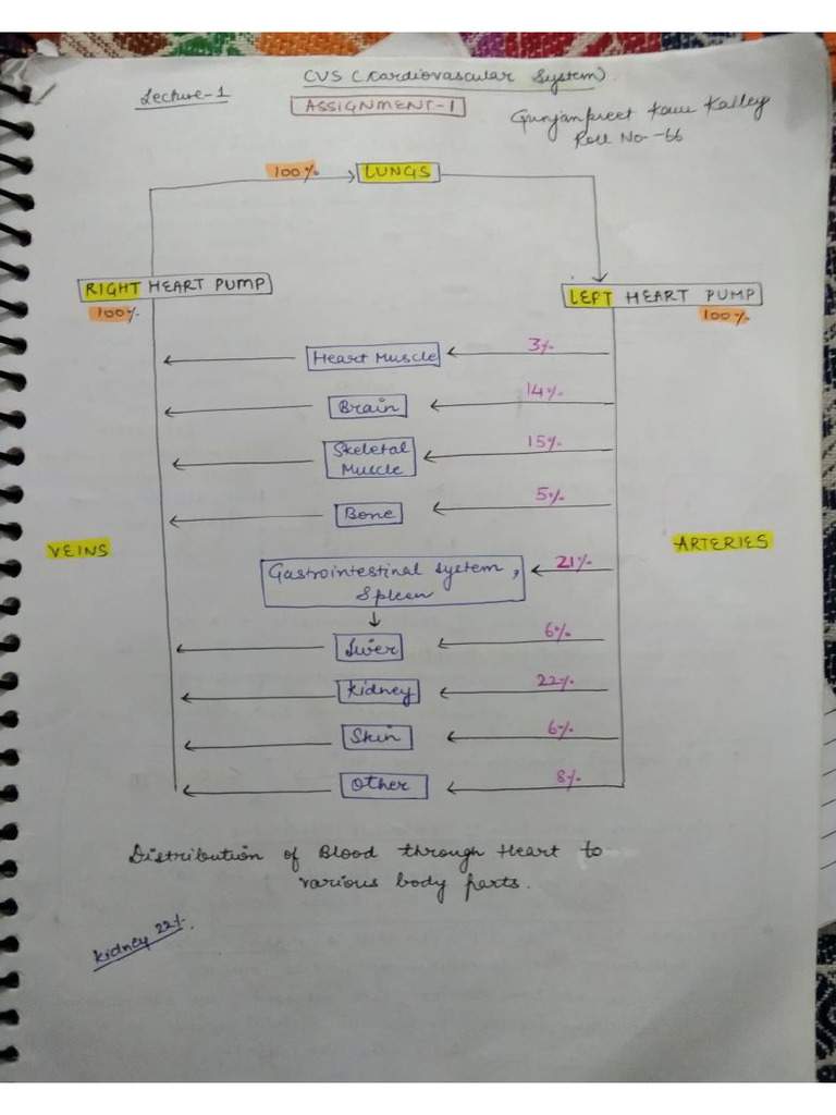 CVS Notes | PDF