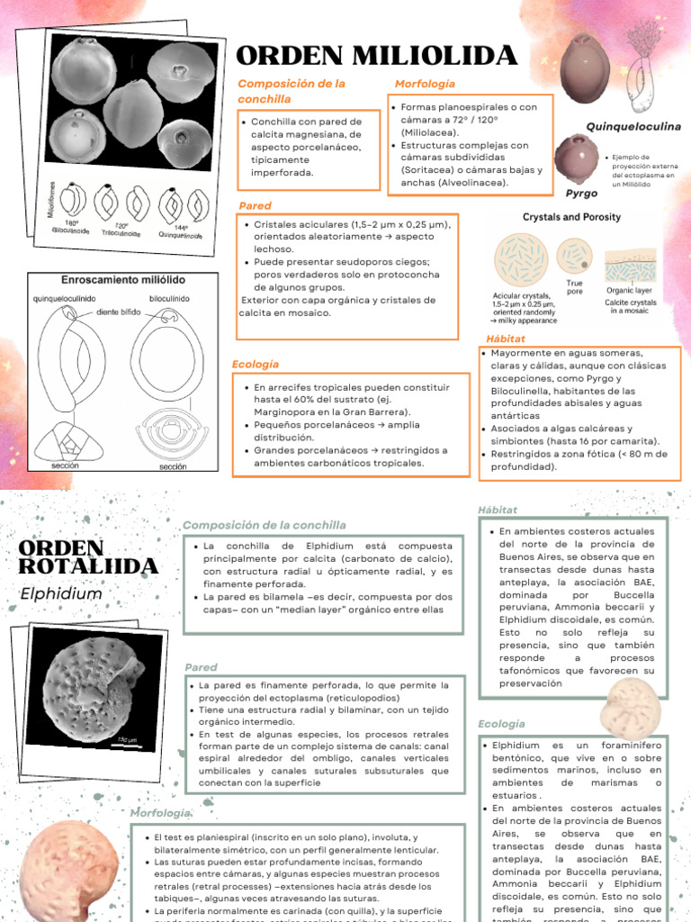 Orden Miliolida | PDF | Eucariotas | Ecología de sistemas