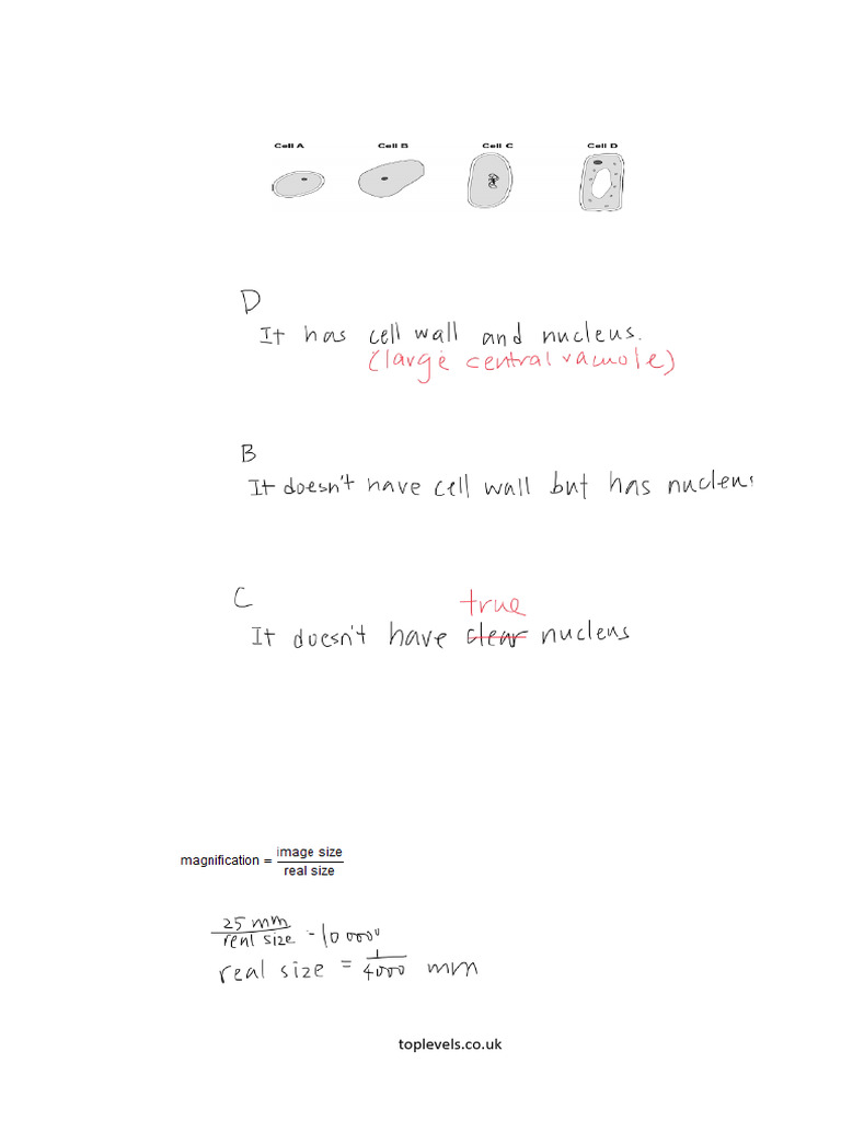 Magnification Exam Questions Answers 2 | PDF | Cellular Respiration ...