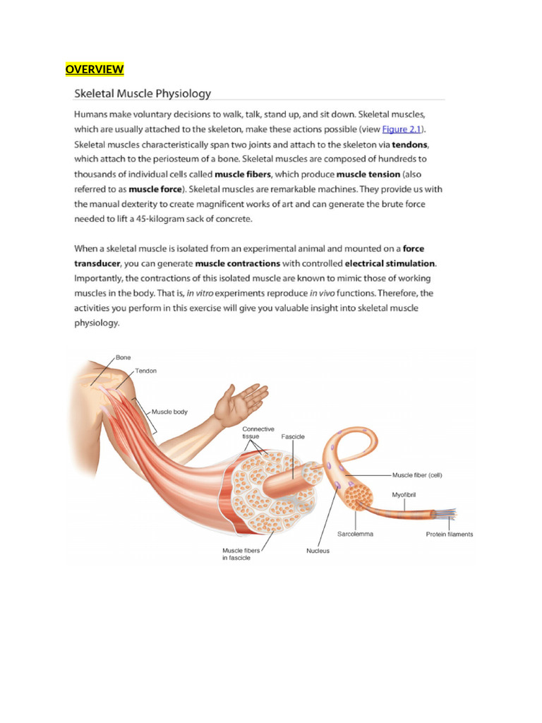 Physioex Skeletal Muscle | PDF