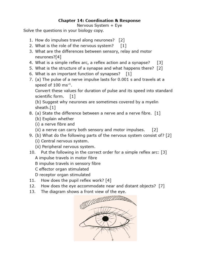 Nervous System and Eye Coordination Guide | PDF