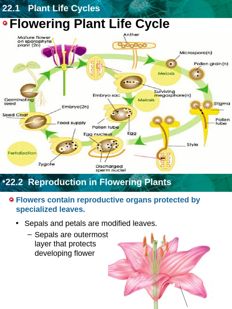 Flowering Plant Reproduction Explained | PDF | Flowers | Seed