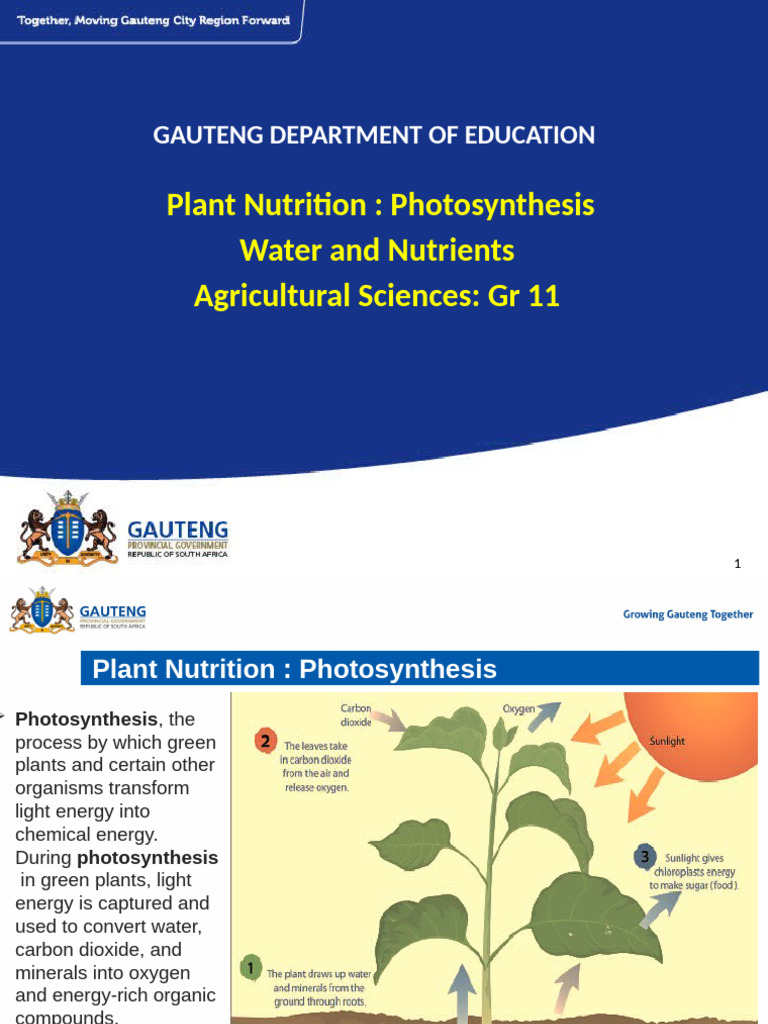 Week 1 and Week 2 Photosynthesis, Water & Nutrition | PDF