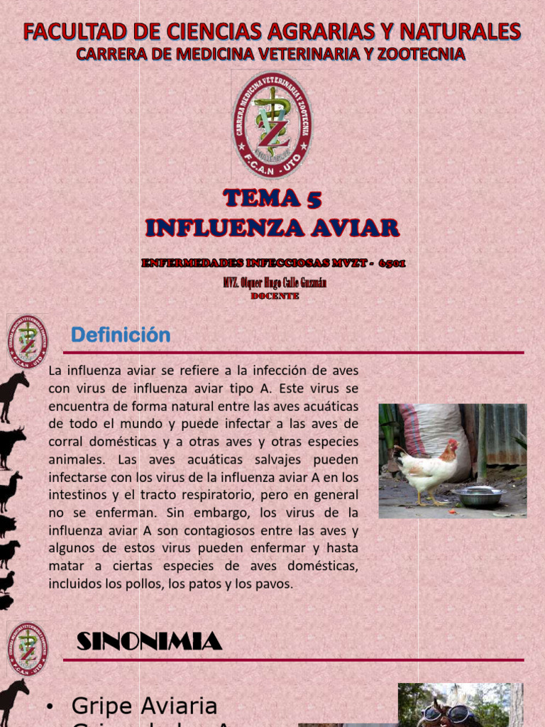 Tema 5 Influenza Aviar | PDF | Influenza | Influenza aviar