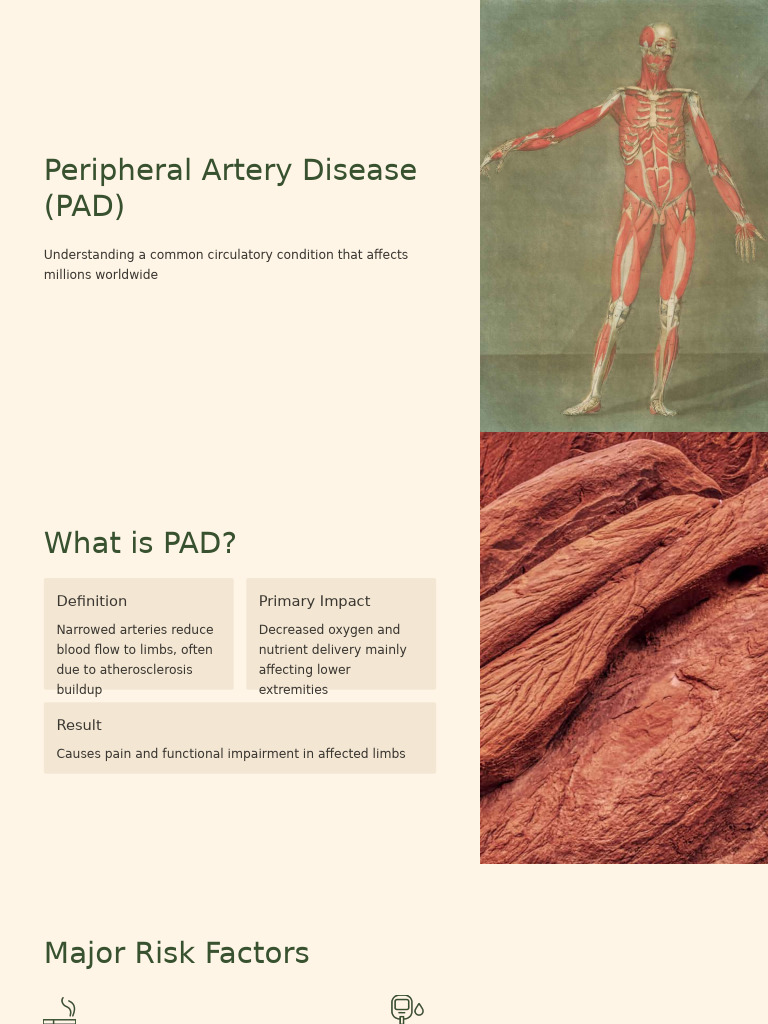 Peripheral Artery Disease PAD | PDF | Human Diseases And Disorders ...