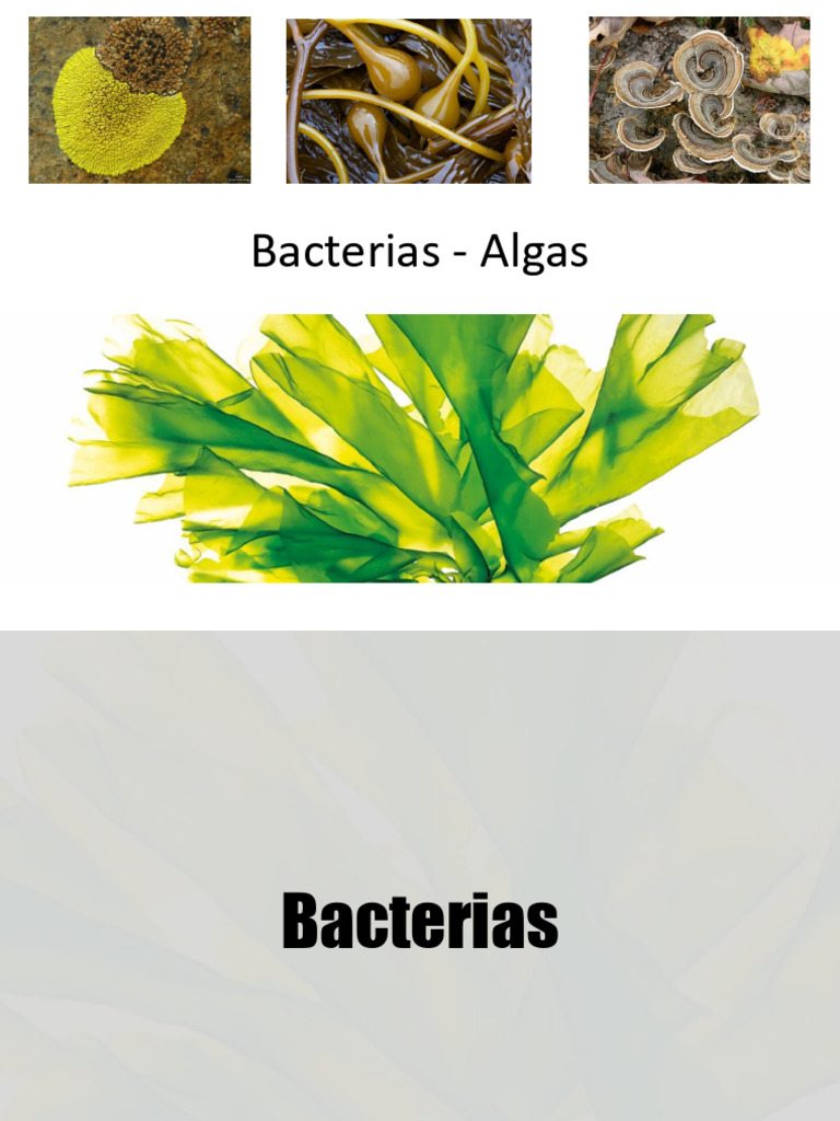 Clase 7. Bacterias, Algas | PDF | Algas | Plantas