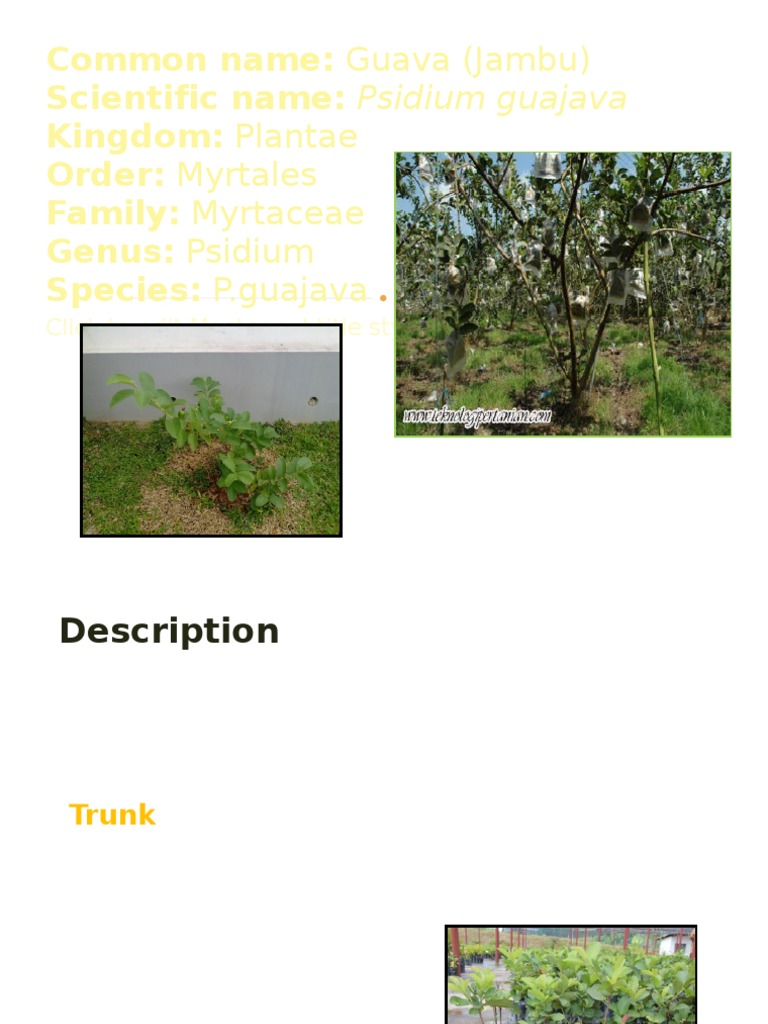 Common Name: Guava (Jambu) Scientific Name: Psidium Guajava Kingdom ...